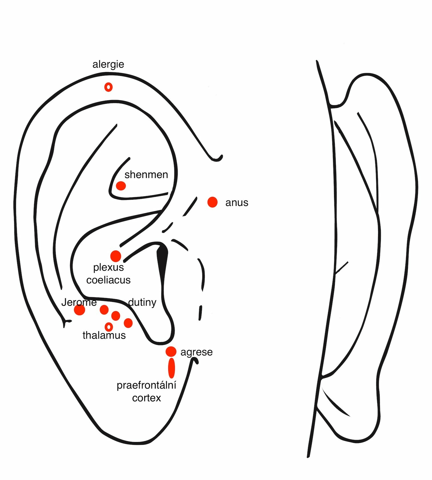 Akupunkturní body ucha, které se vyplatí znát - Cesta Želvy