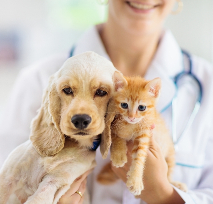 Tradiční čínská veterinární medicína a její využití při léčbě zvířat ...